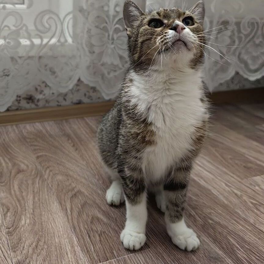 Кошка Буся ищет дом