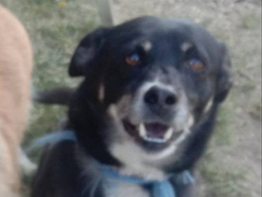 Собака в добрые руки. Отдам бесплатно