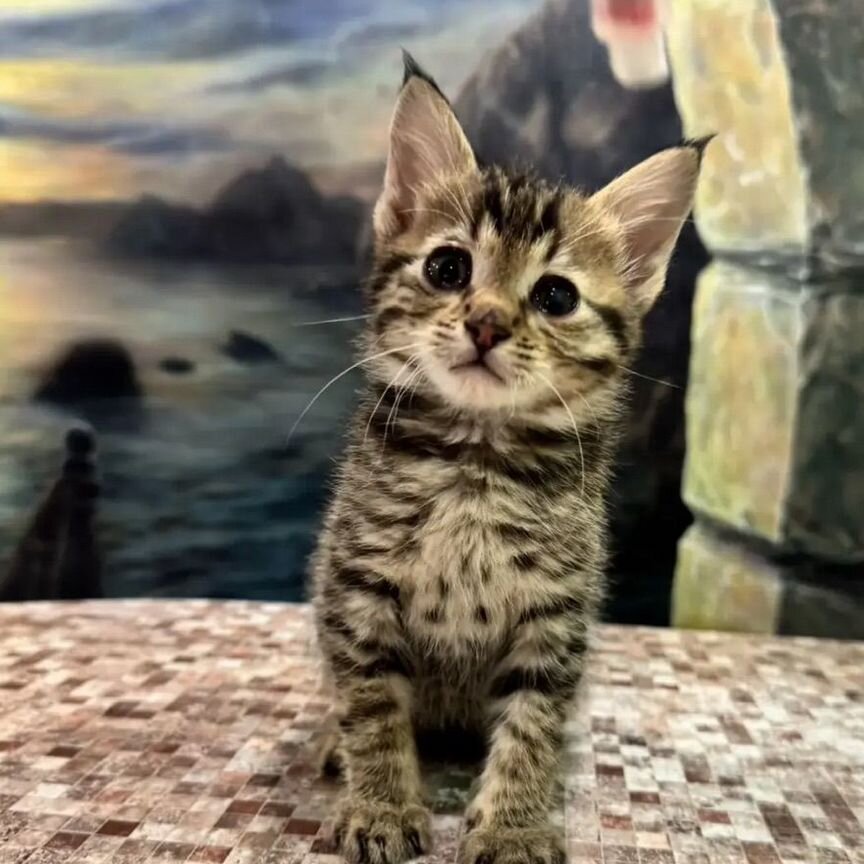 Котёнок в добрые руки