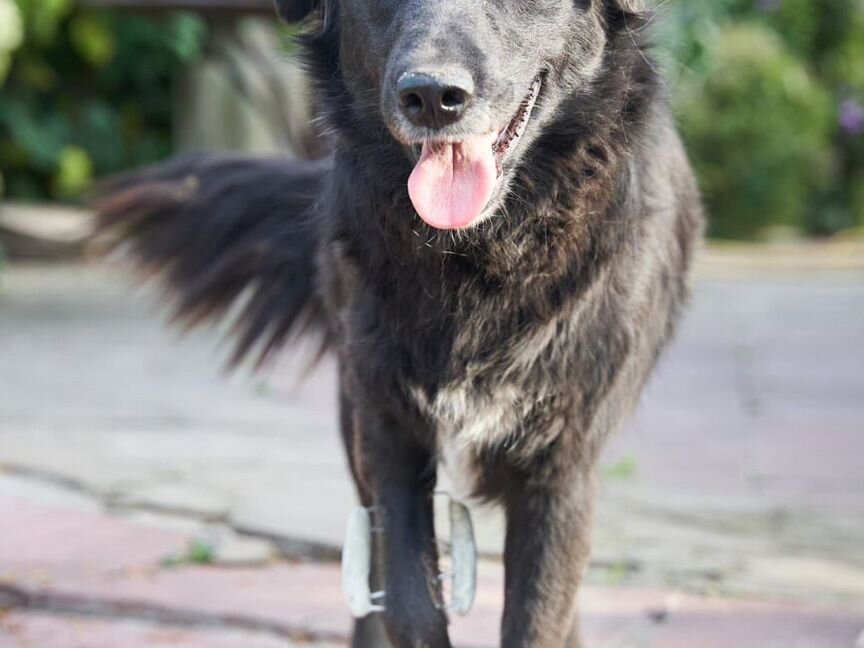 Красавчик Миша 1,5 года ищет дом