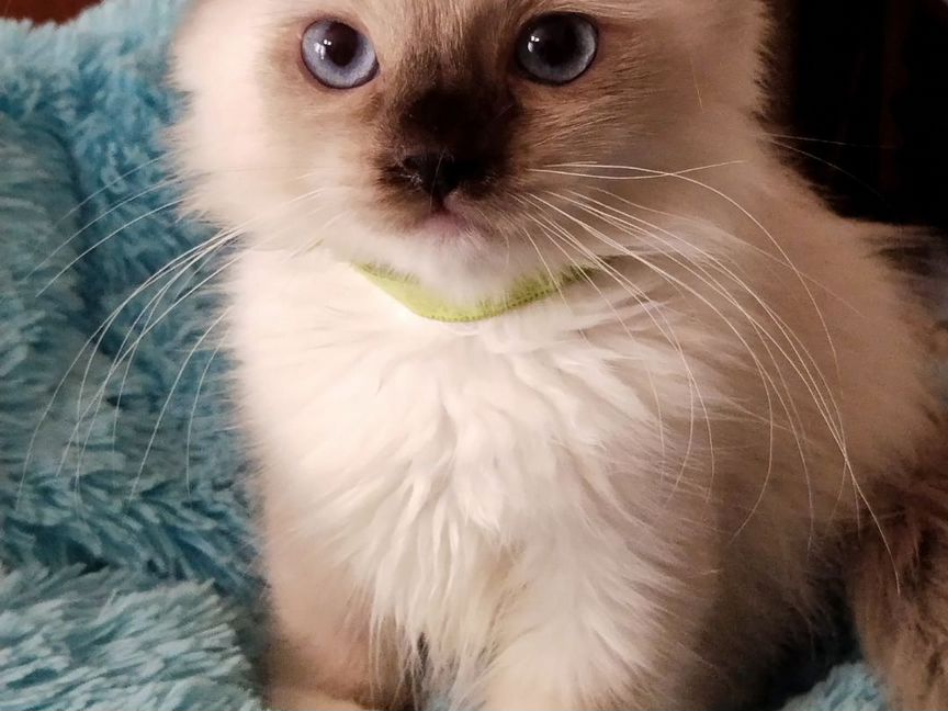 Котята регдолл