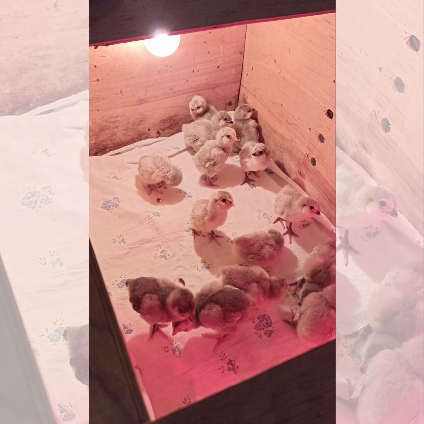 Цыплята амераукана лаванда