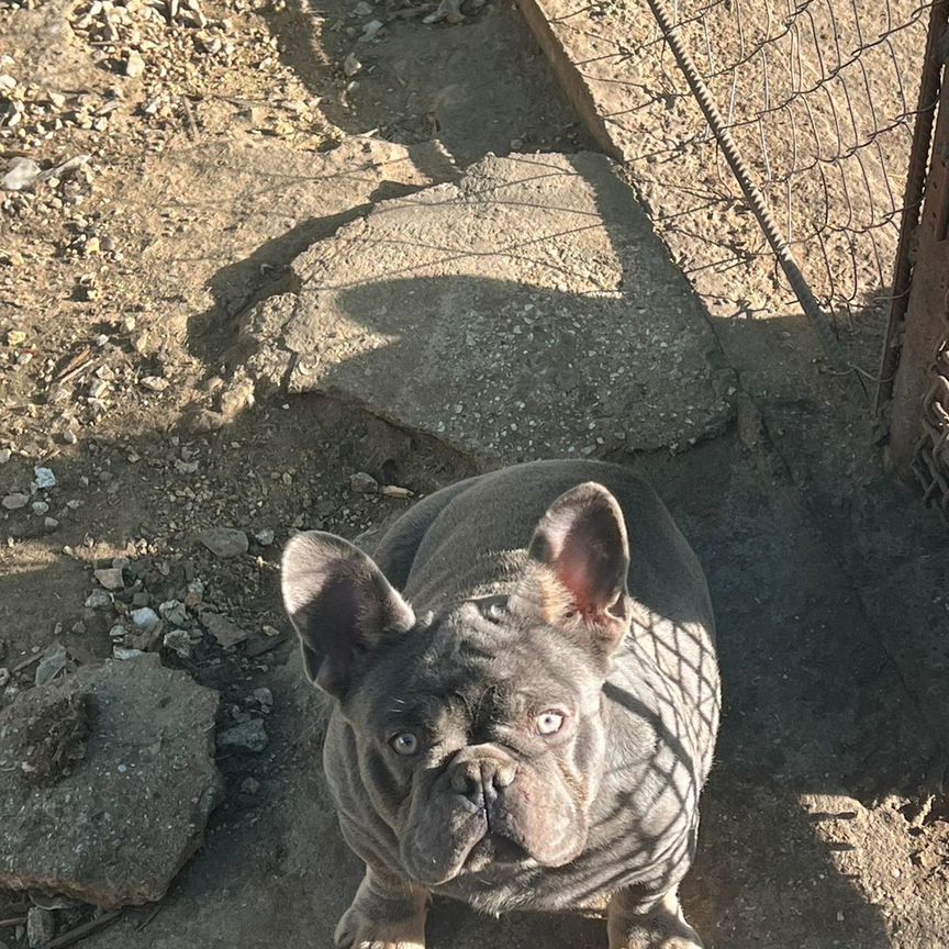 Французский бульдог