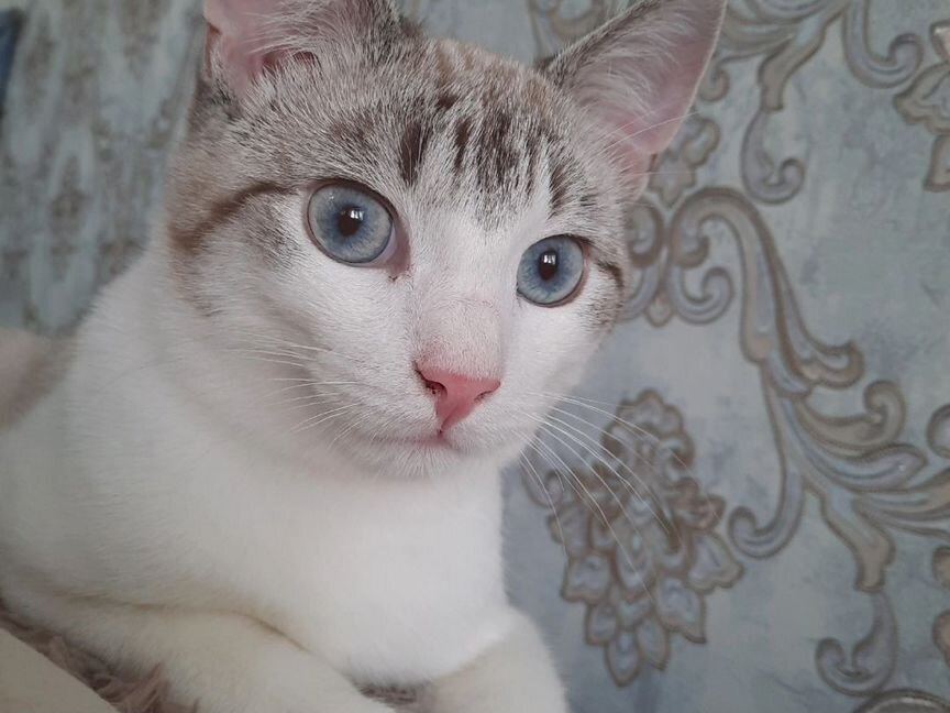 Тайский кот