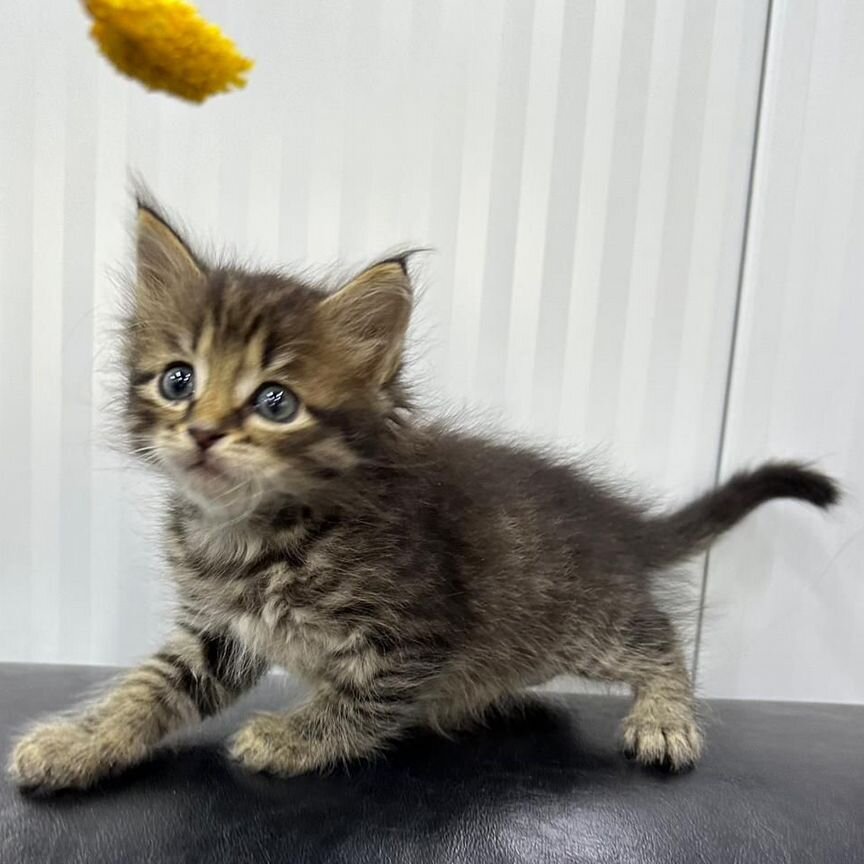 Ласковый котенок (мальчик) в добрые руки