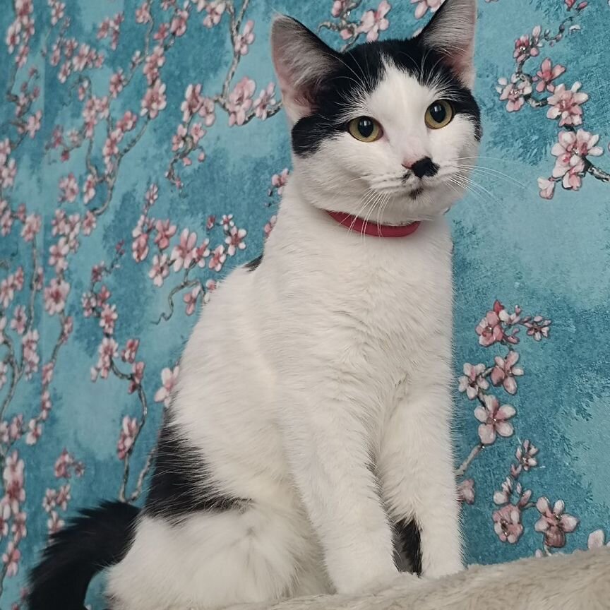 Взрослая, кошка в добрые руки