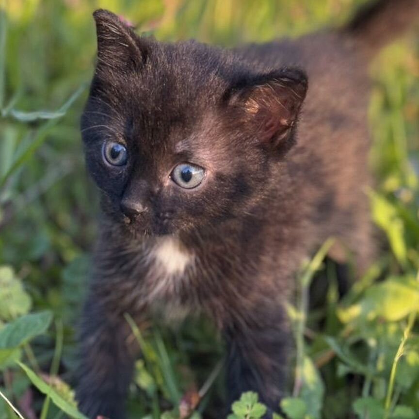 Котята в добрые руки 1 месяц