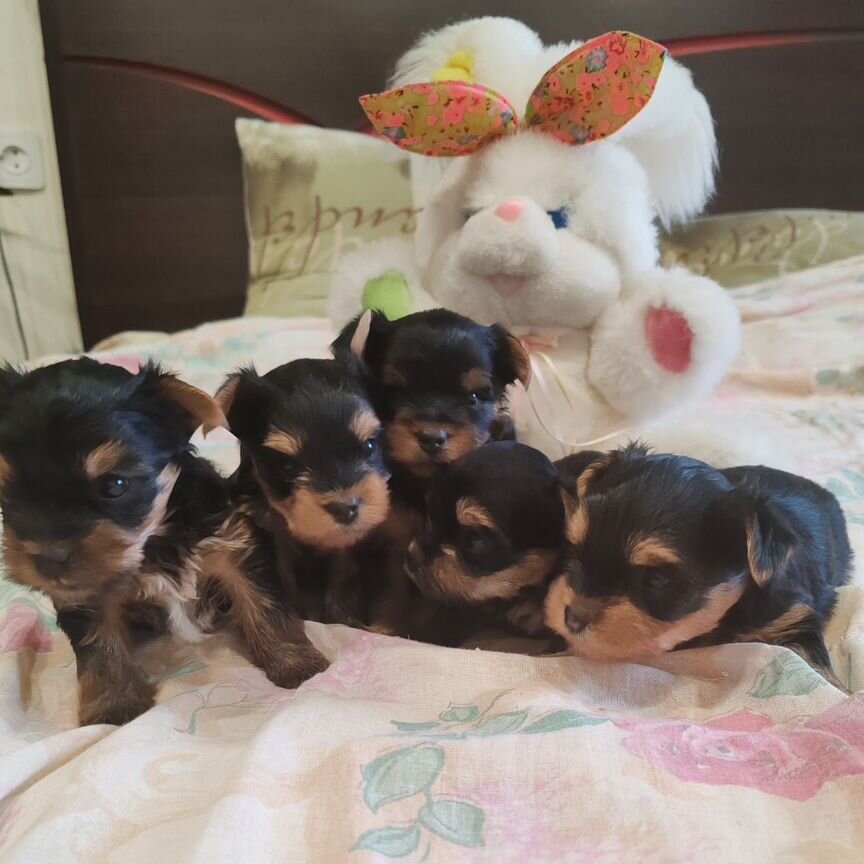 Йоркширский терьер, щенок