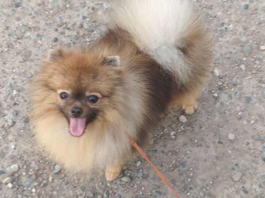 Померанский шпиц. Жених