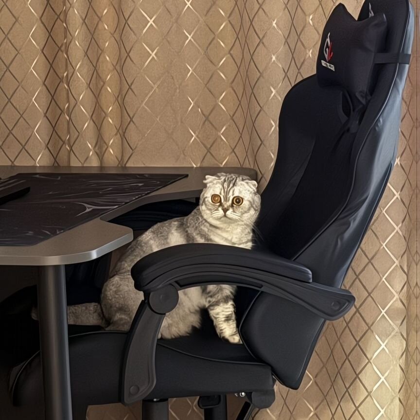 Шотландская вислоухая короткошёрстная кошка, взрослая