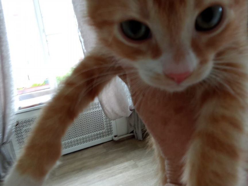 Котенок рыжик