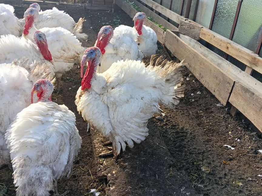 Продам мясо домашнего индюка