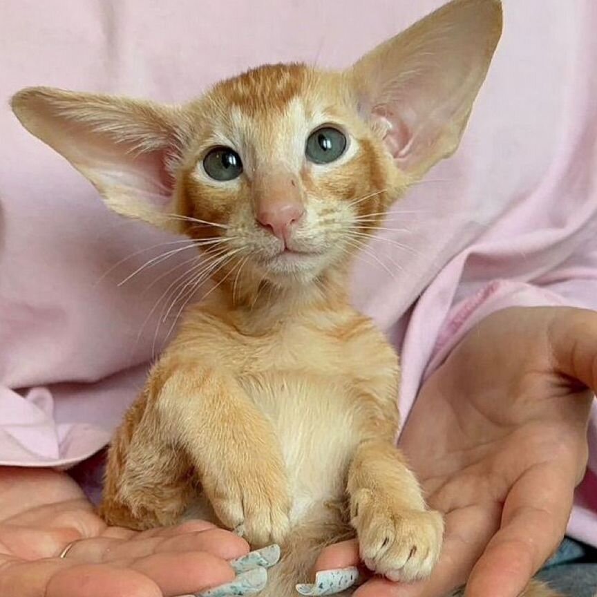 Ориентальный котёнок