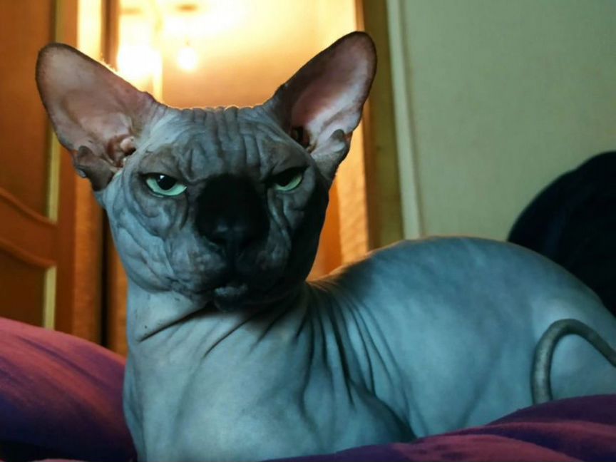 Канадский сфинкс вязка