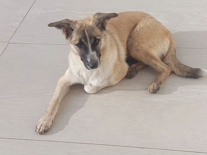 Бельгийская овчарка отдам