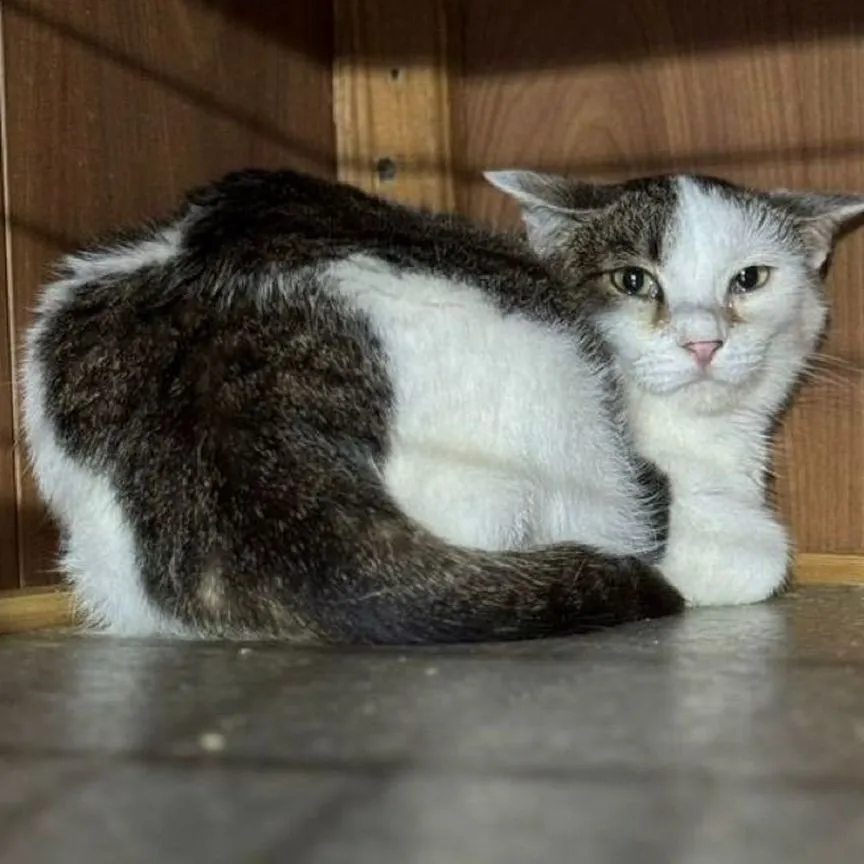 Скромная кошечка ищет семью