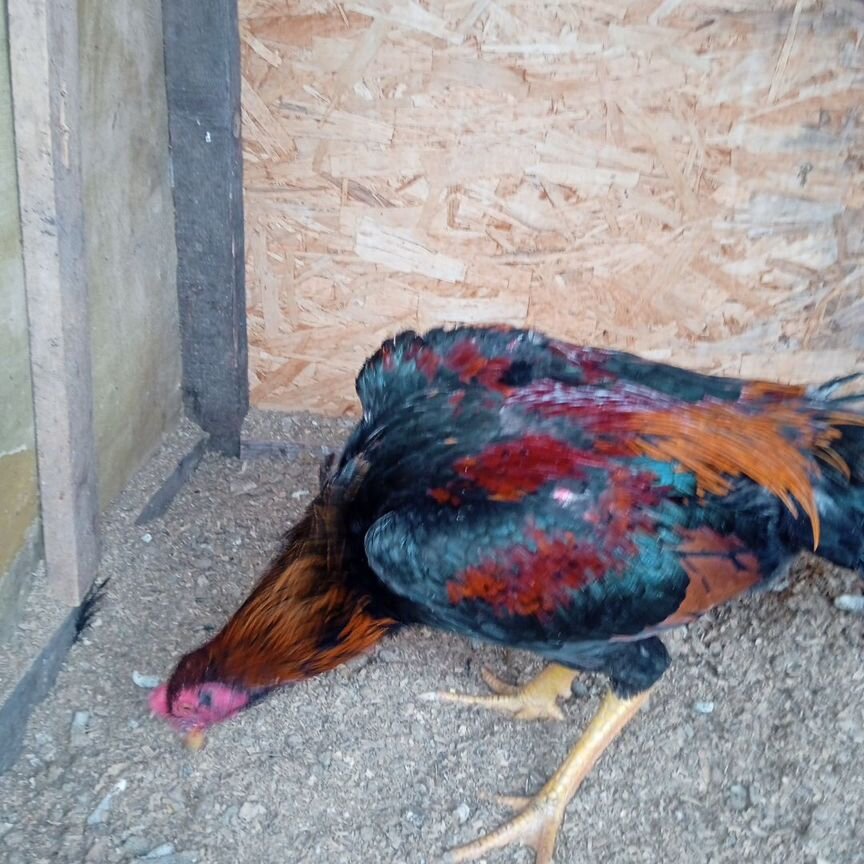 Бойцовые петухи