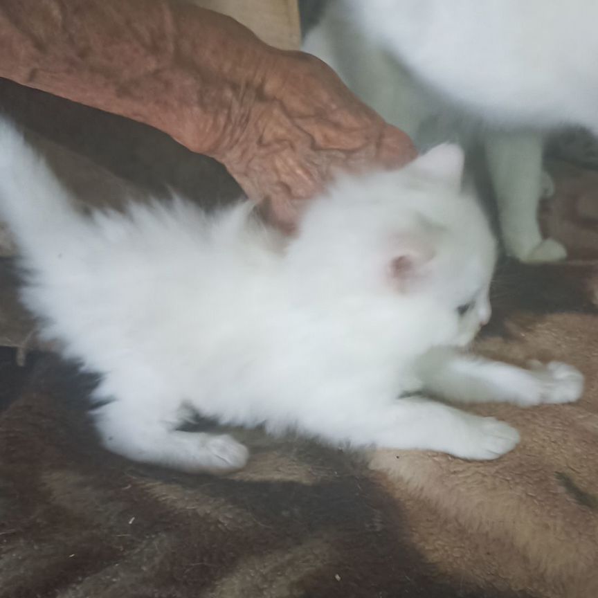 Котята отдам бесплатно