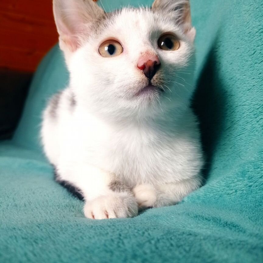 Котëнок в добрые ручки