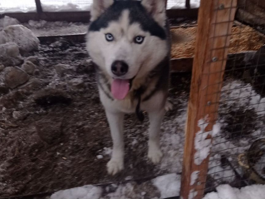 Кобель Хаски, вязка