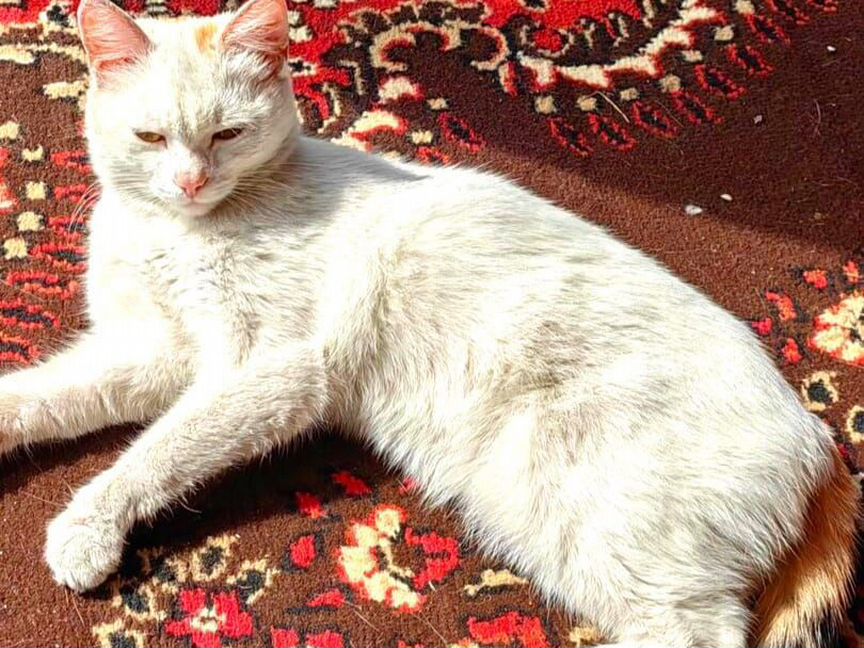 На даче брошена ласковая кошечка