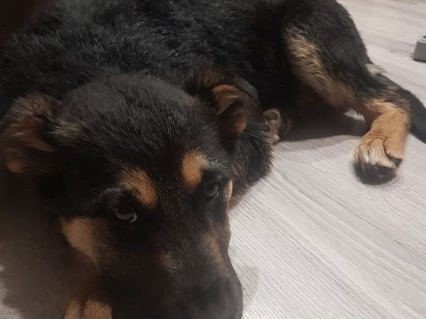 Собака в добрые руки даром