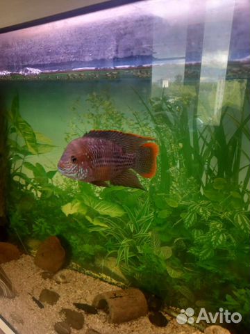 Аквариумные рыбки