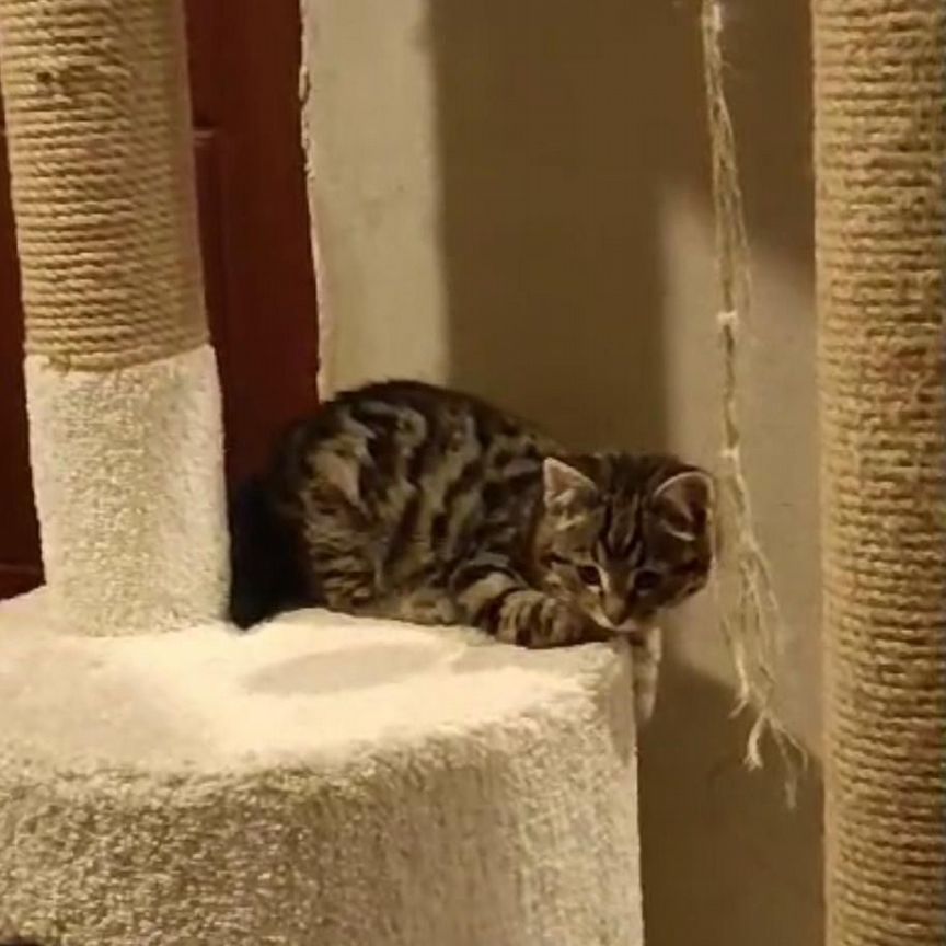 Котенок в добрые руки