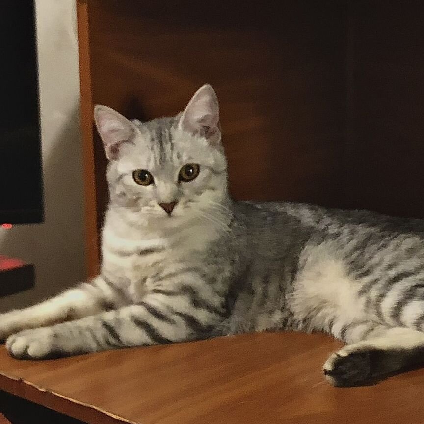 Шотландская кошка вязка