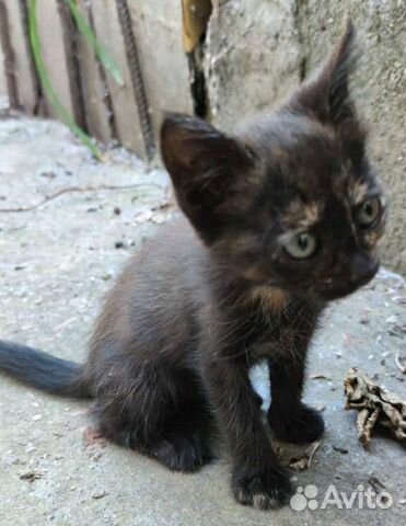 Котенок Нюша