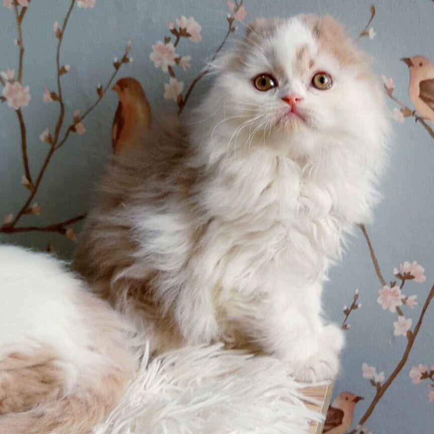 Шотландский вислоухий длинношёрстный котёнок