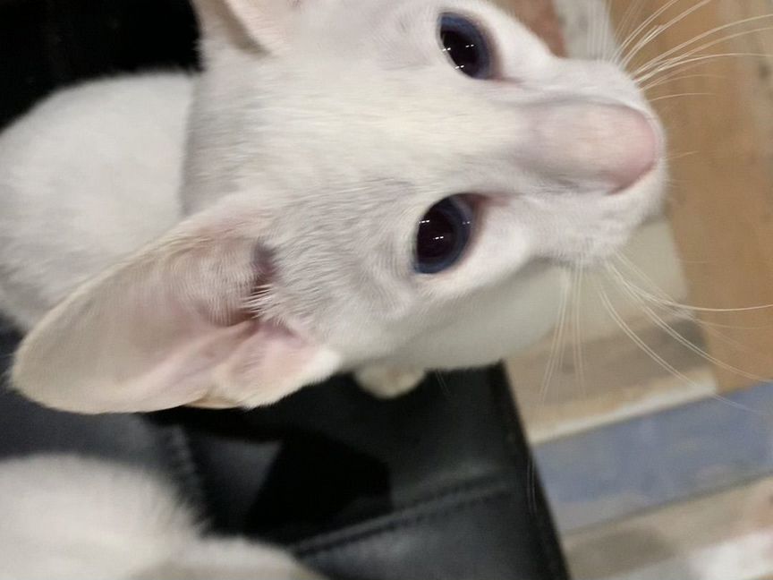 Кошка ориентальная белая