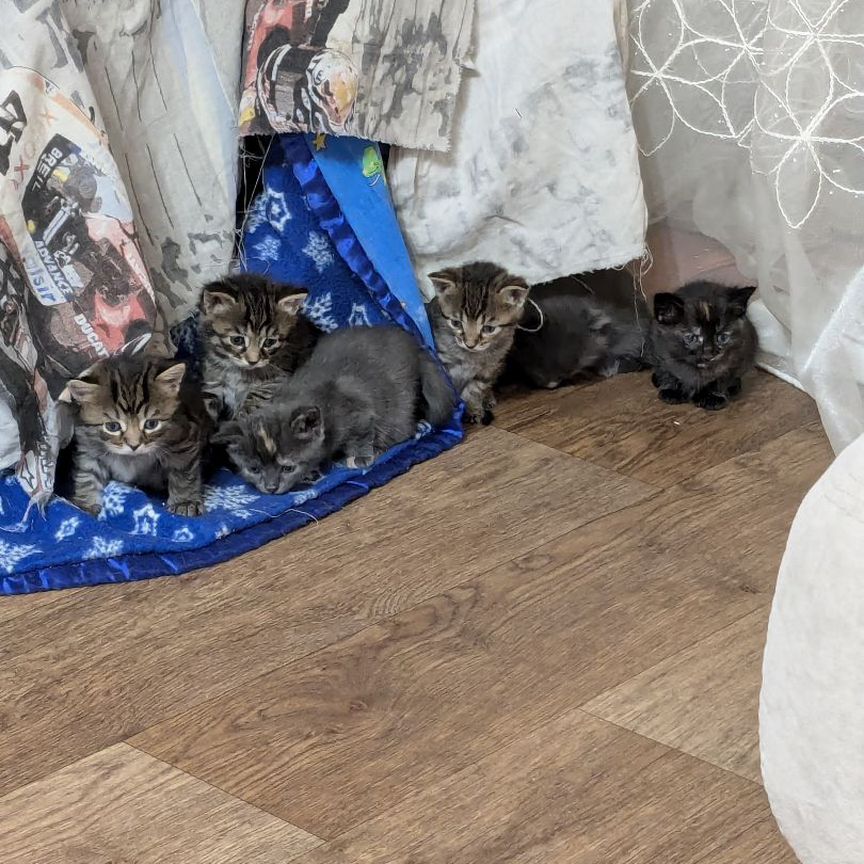 Милые котята в добрые руки