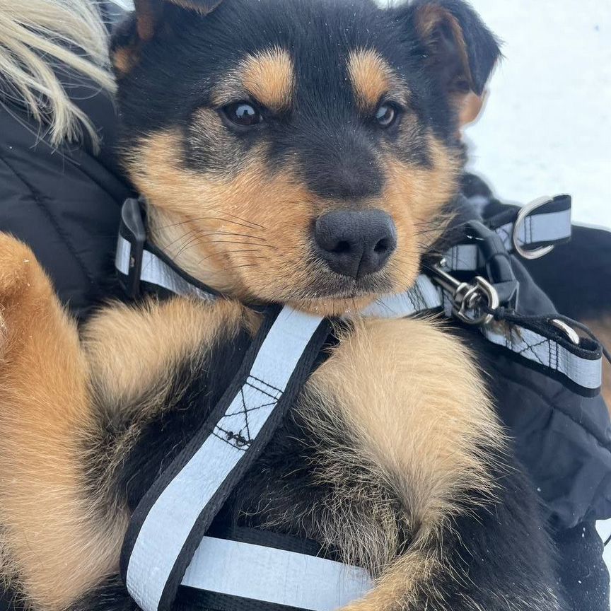 Щенок в добрые руки