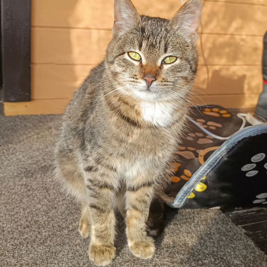 Взрослый кот в добрые руки