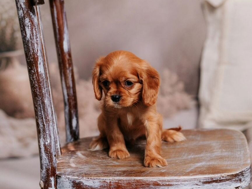 Мальчик ккчс