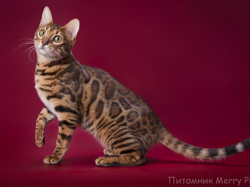 Бенгальская кошка с зелёными глазами