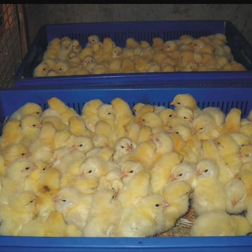 Цыплята бройлер