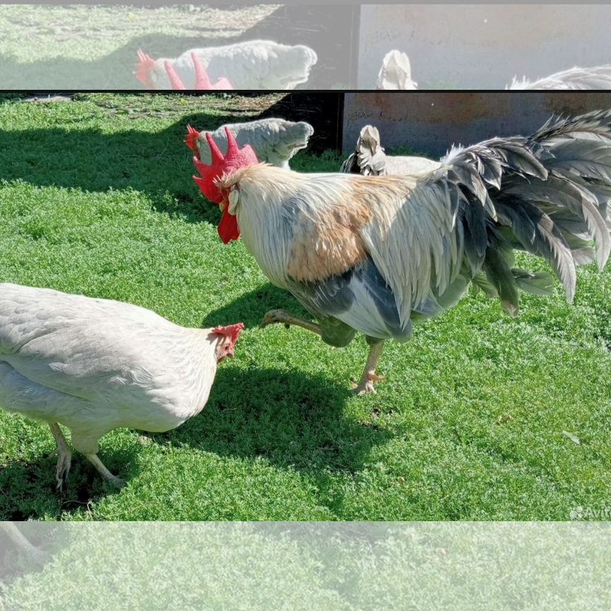 Цыплята Легорн Итальянская Изабелла