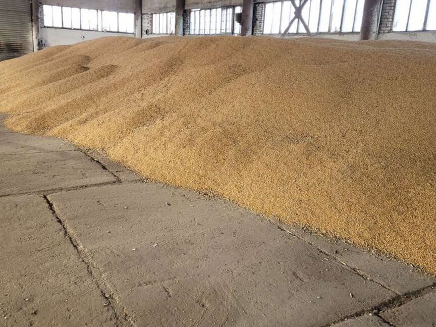 Кукуруза кормовая