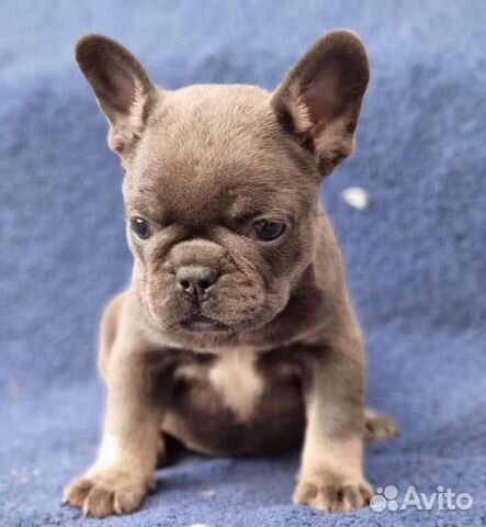 Французики голубого окраса