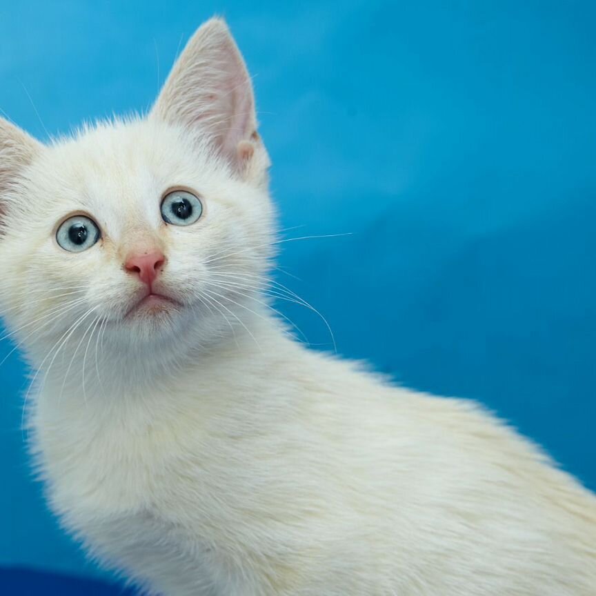 Котенок Ляля предана