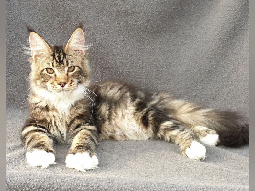 Котята мейн-кун