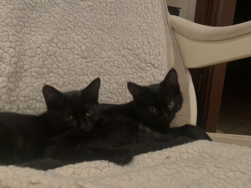 Котята
