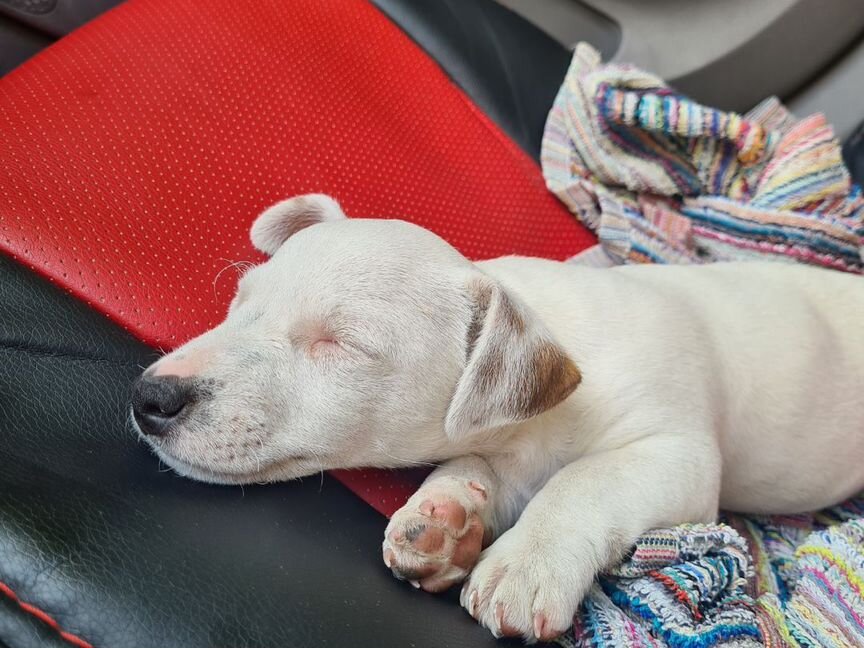 Мини джек Рассел терьер