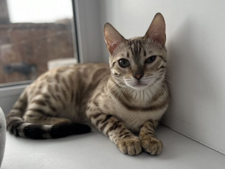 Бенгальская кошка вязка