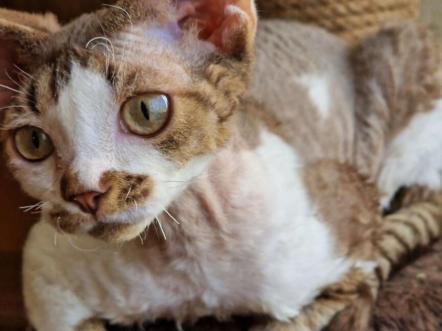 Котик Девон- рекс
