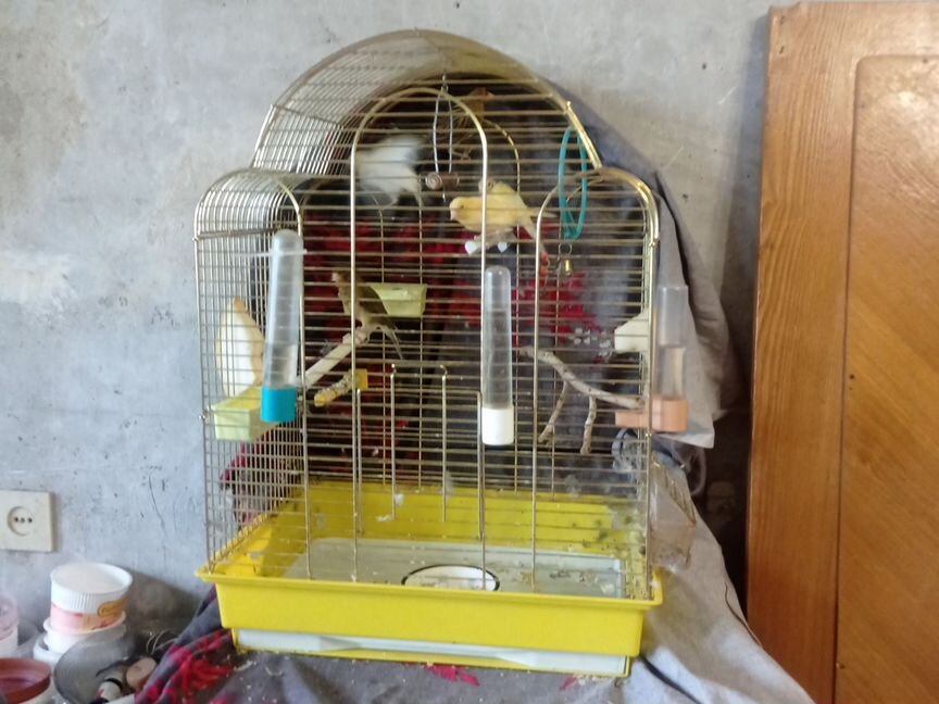 Канарейки оптом 5 штук за 20000 вместе с клетками