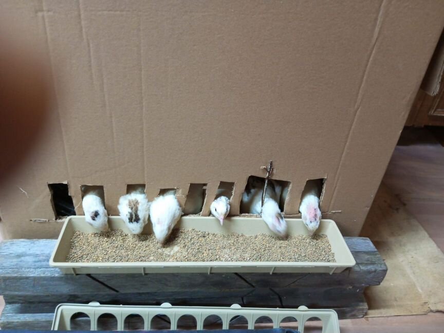 Продам перепелов Техасцев