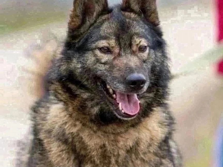 Тимка ищет любящую семью